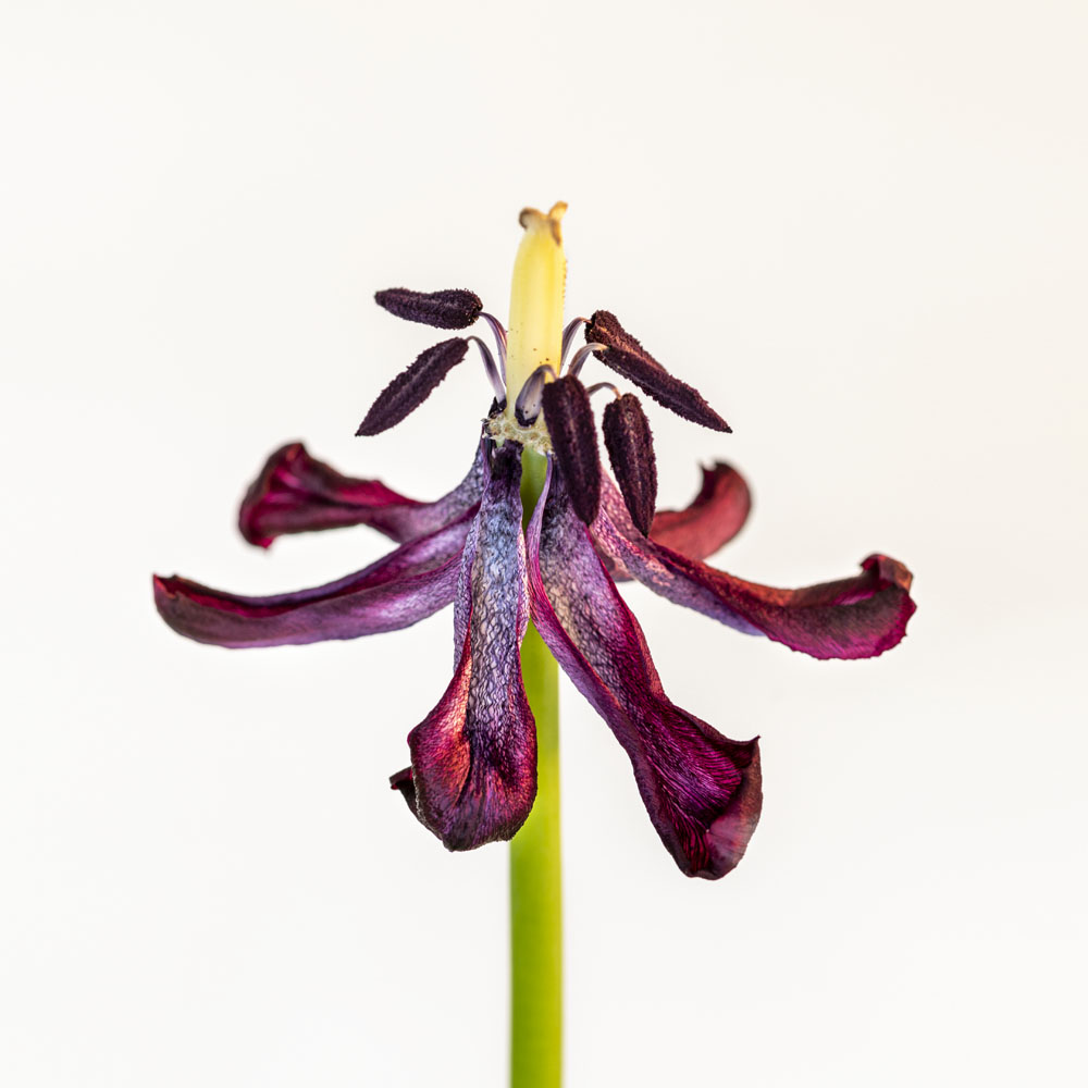 Tulp - Nathalie Brugman Fotografie