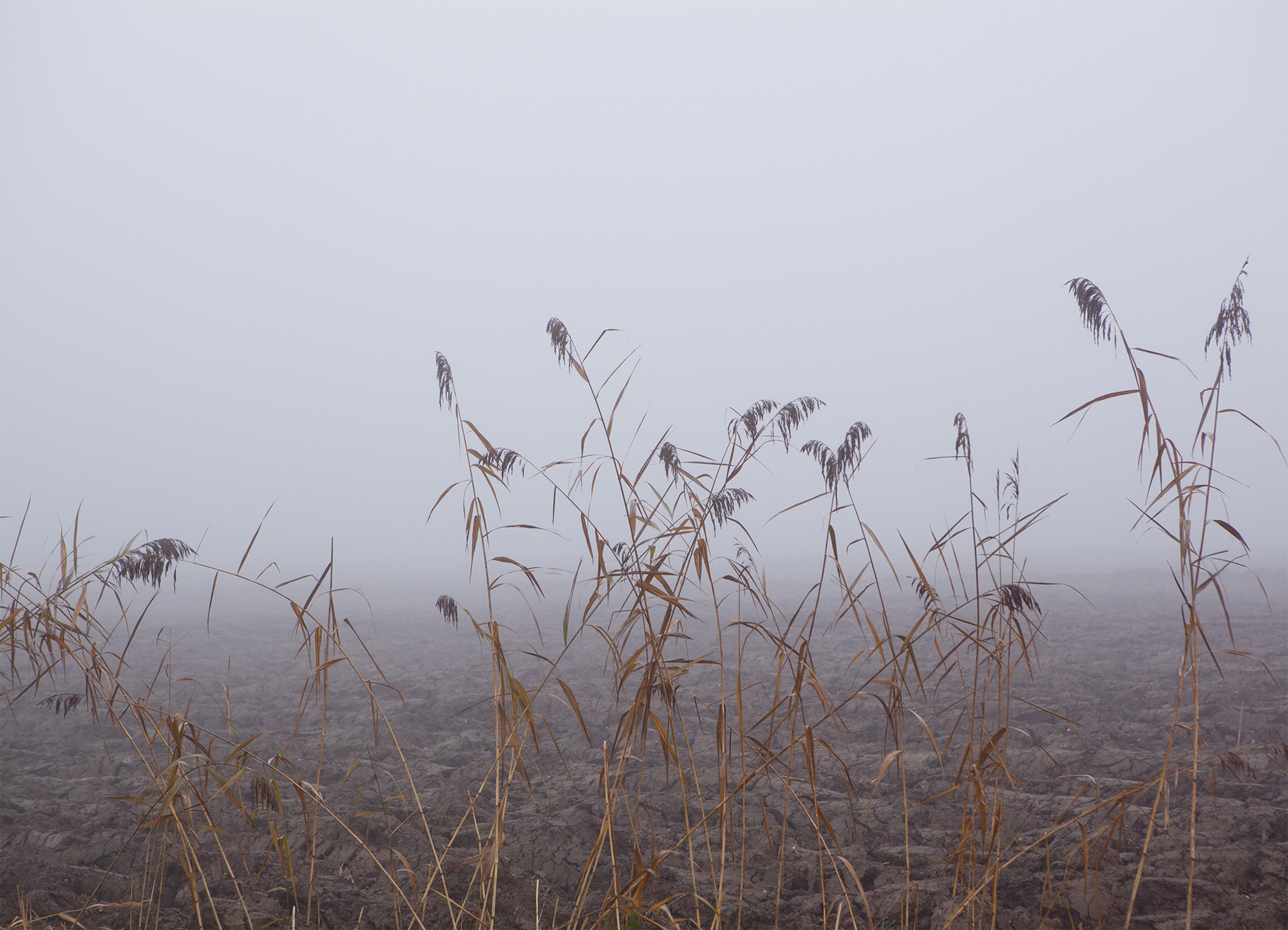 Mist - kaart met blanco achterkant, inclusief envelop - Nathalie ...